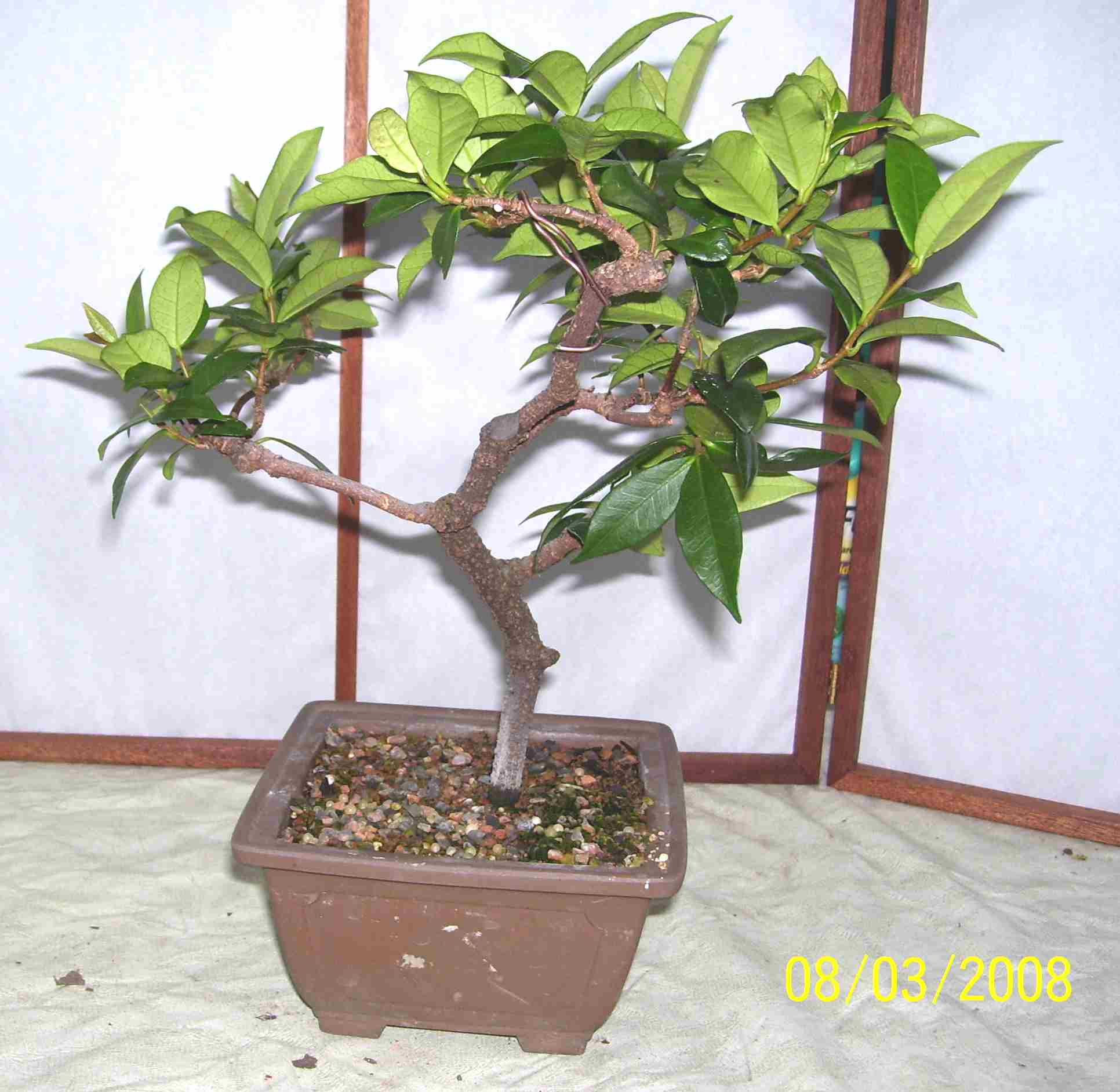 Joan's Portal - Bonsai